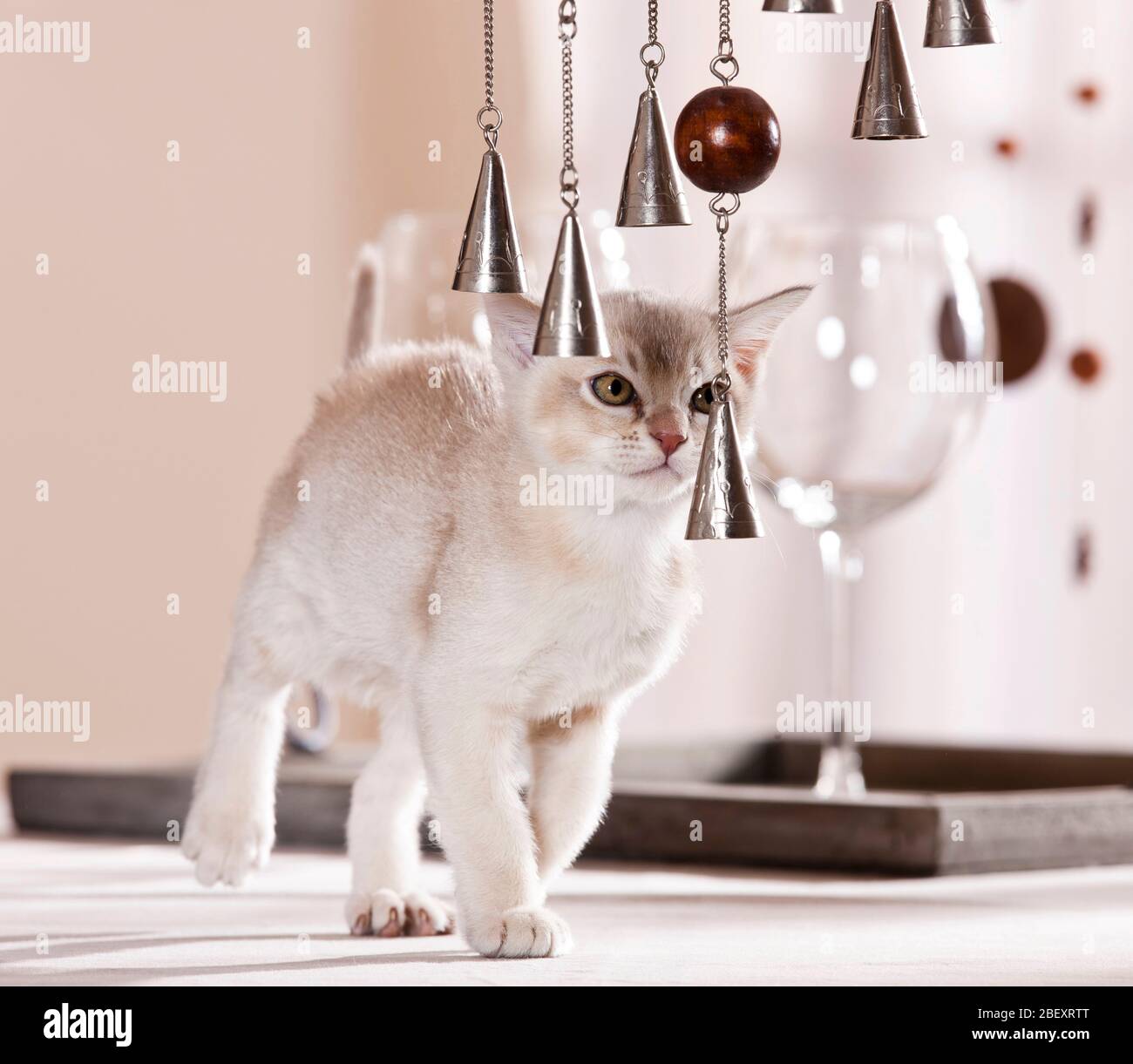 Burmese cat. Kitten playing with little silver bells. Germany Stock ...