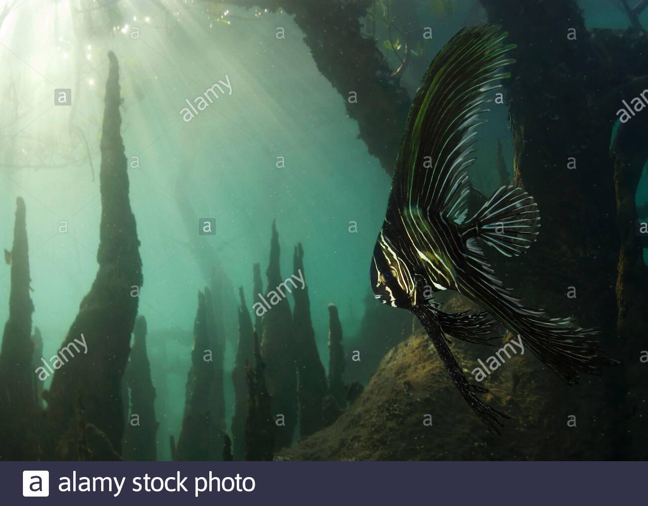 Deep Sea Batfish High Resolution Stock Photography and Images - Alamy