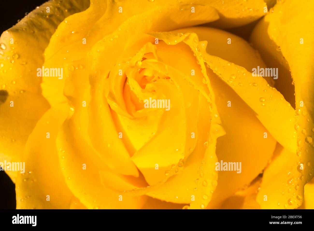 Yellow rose with raindrops hi-res stock photography and images - Alamy