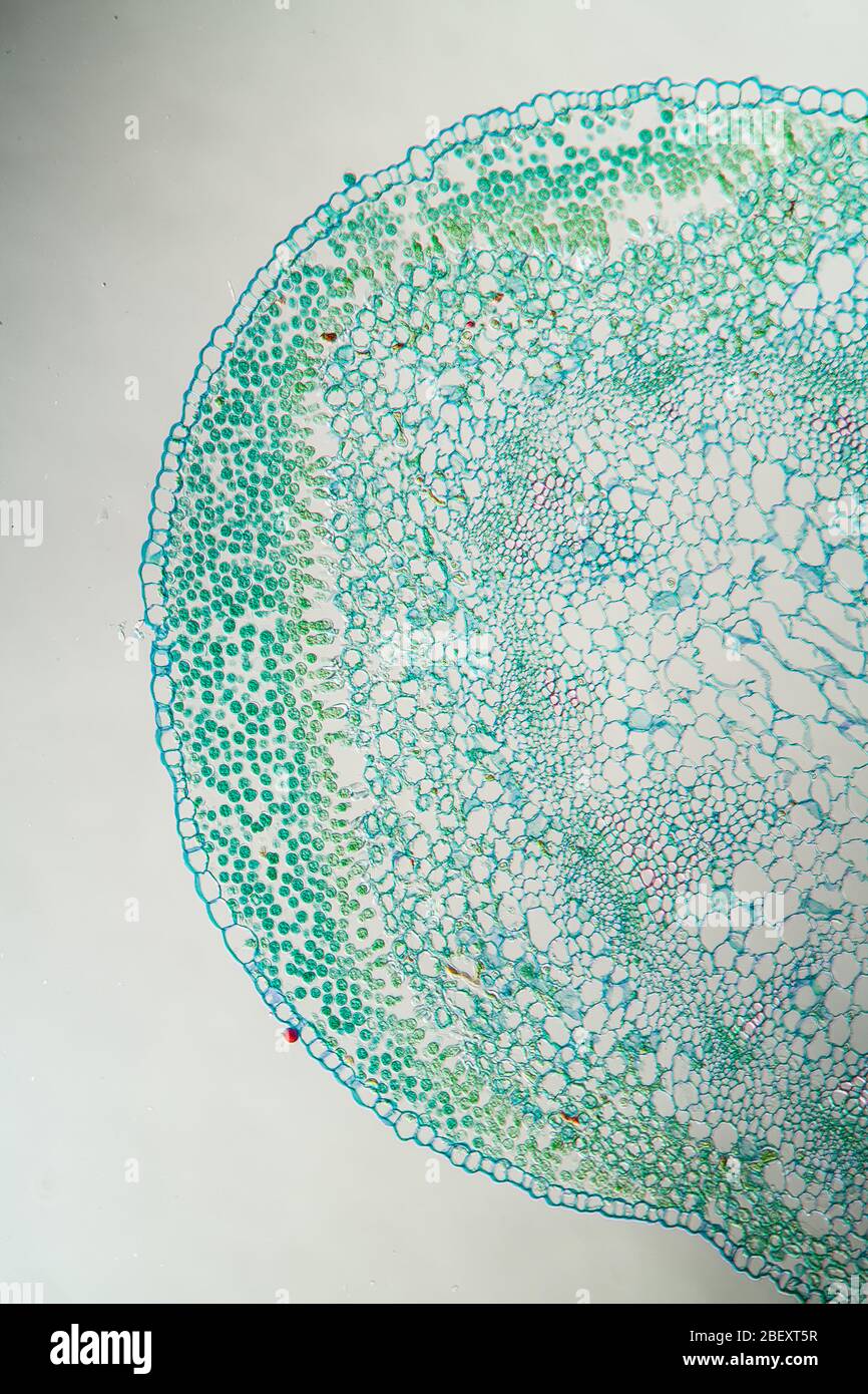 Saccharomyces Cerevisiae Microscope 100x