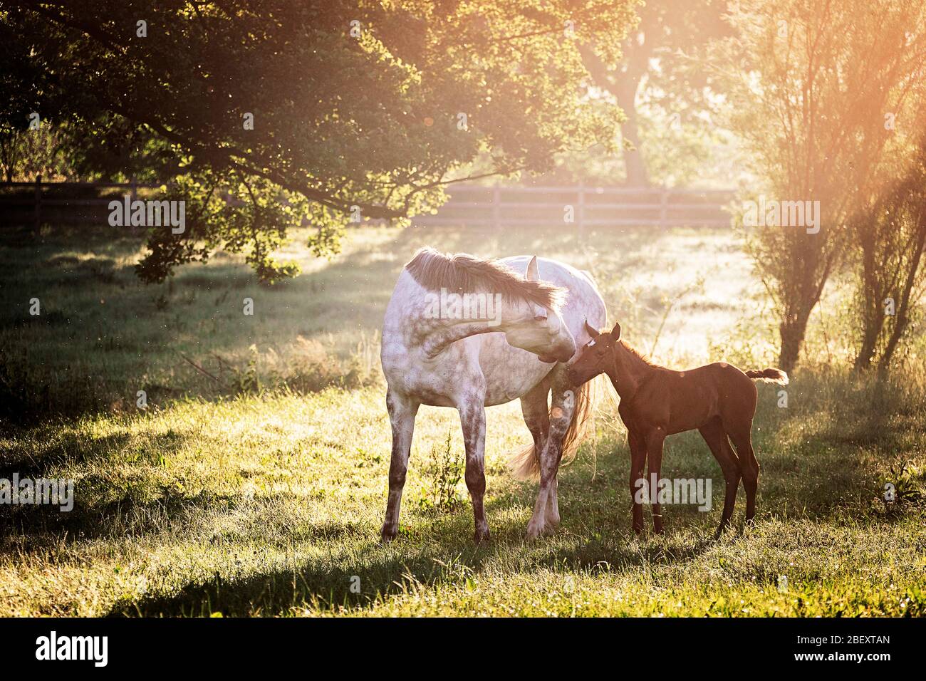 Holsteiner Horse. Gray mare with foal standing in a meadow. Germany ...