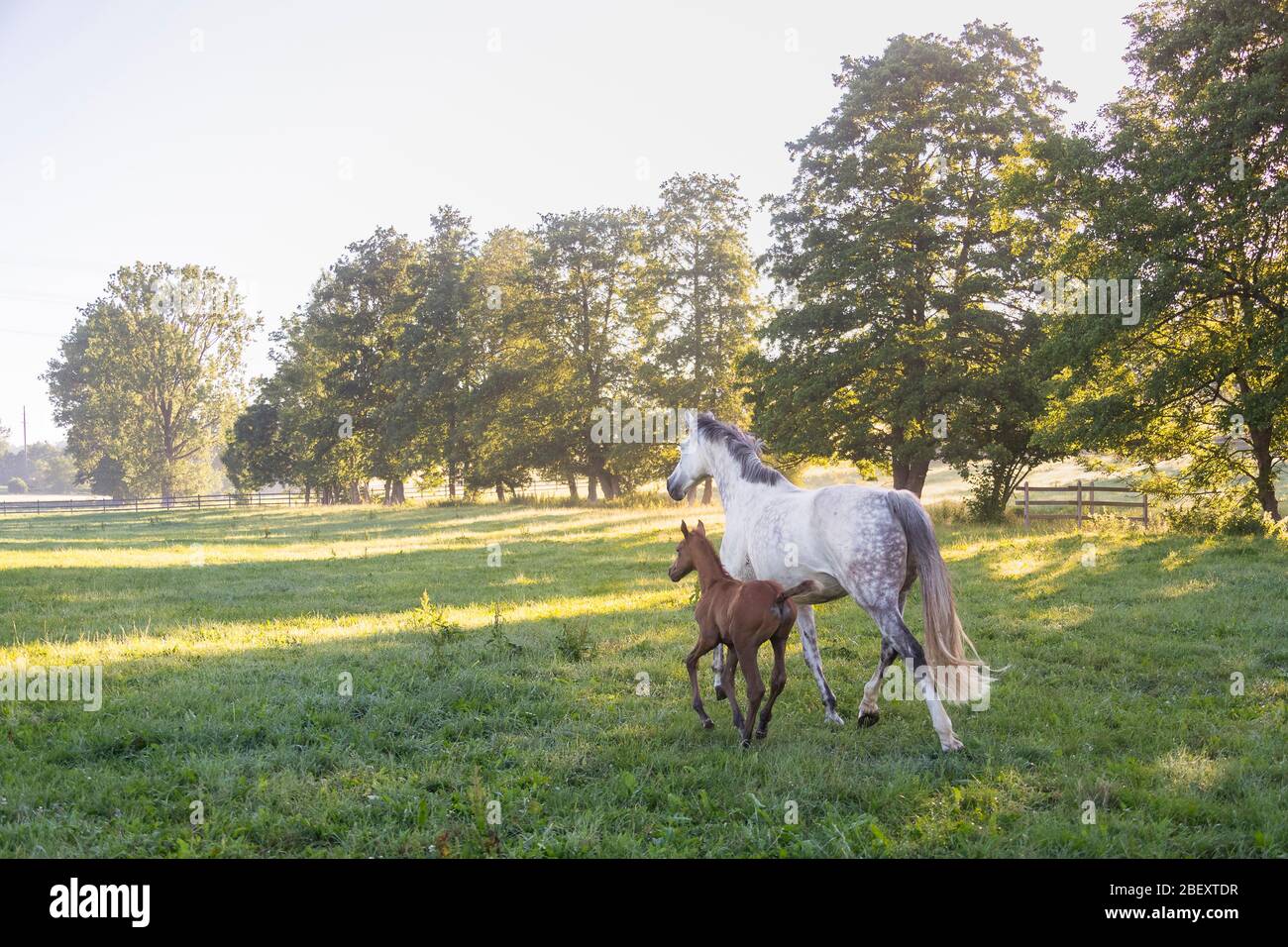 Holsteiner Horse. Gray mare with foal trotting and galloping in a ...