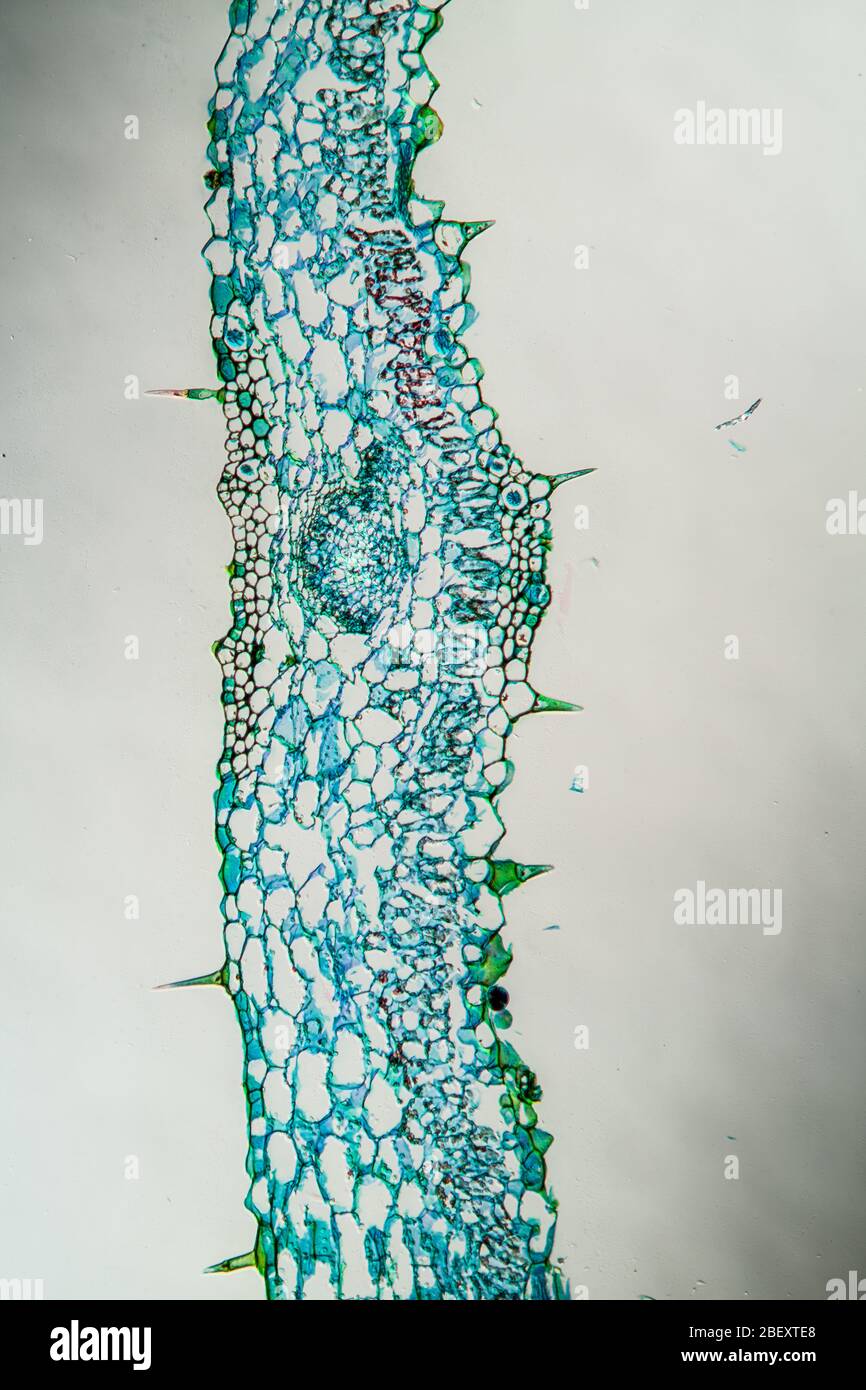 Hogweed with leaves in cross section 100x Stock Photo - Alamy