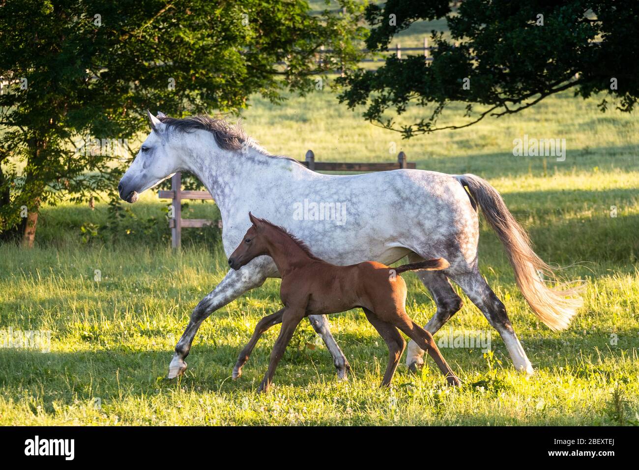 Holsteiner Horse. Gray mare with foal trotting and galloping in a ...