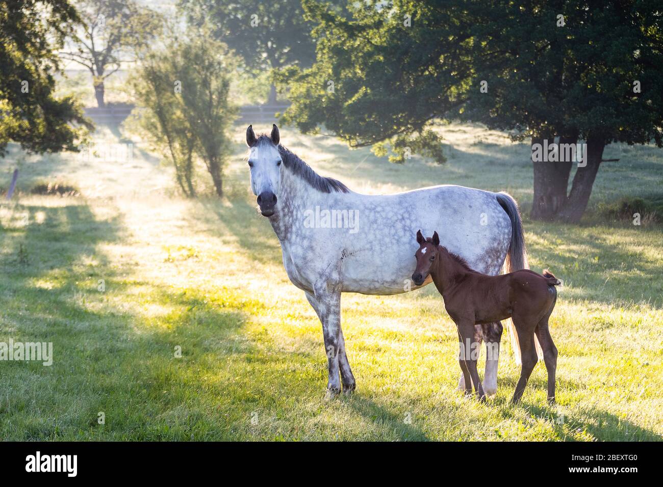 Holsteiner Foal High Resolution Stock Photography and Images - Alamy