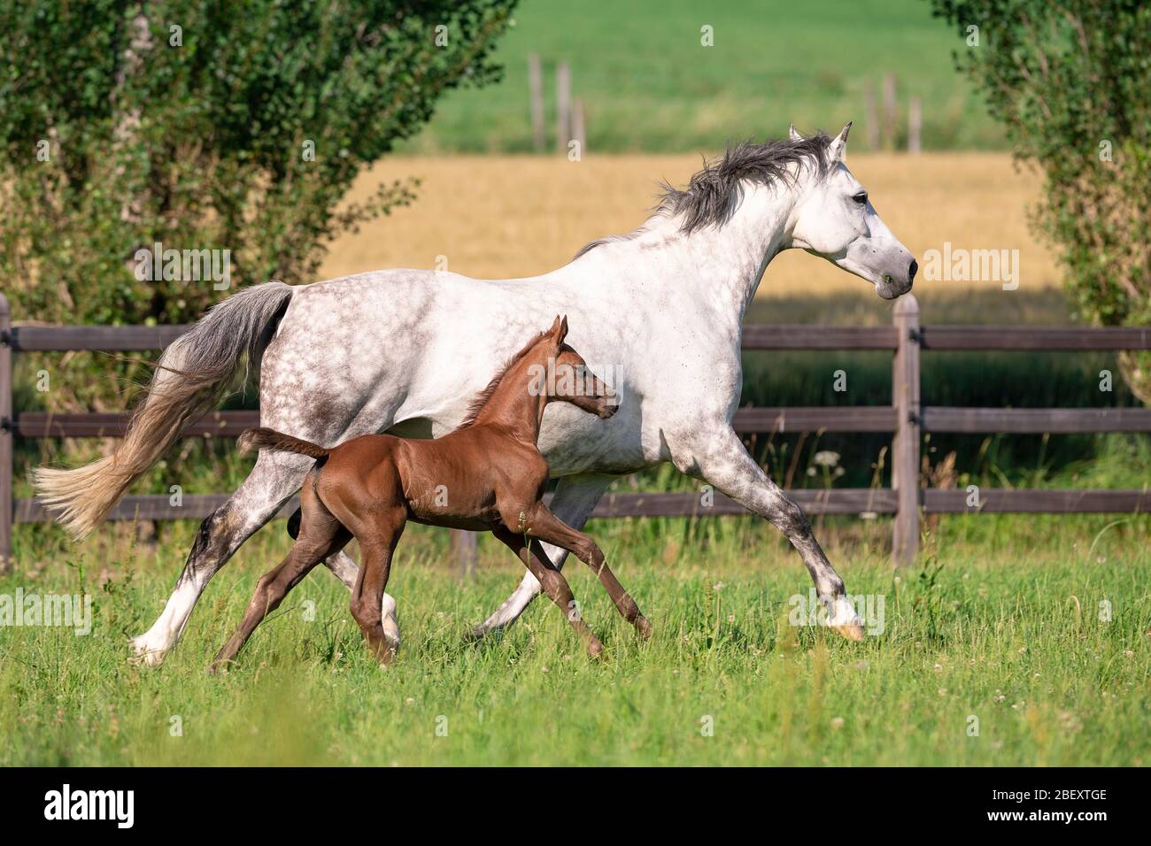 Holsteiner Horse. Gray mare with foal trotting and galloping in a ...