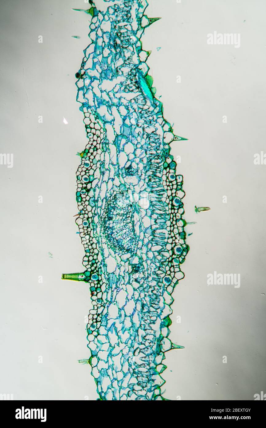 Hogweed with leaves in cross section 100x Stock Photo - Alamy
