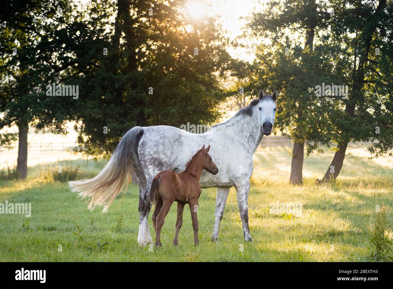 Holsteiner Horse. Gray mare with foal standing in a meadow. Germany ...