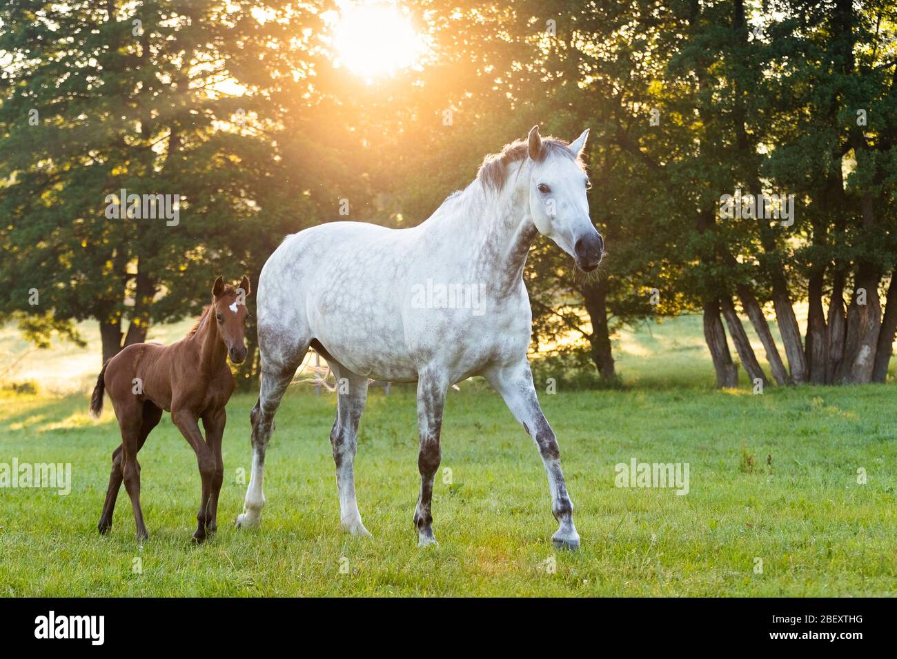 Holsteiner foal hi-res stock photography and images - Alamy