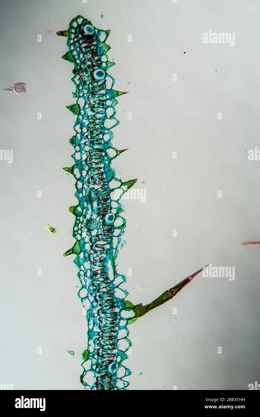 Hogweed with leaves in cross section 100x Stock Photo - Alamy