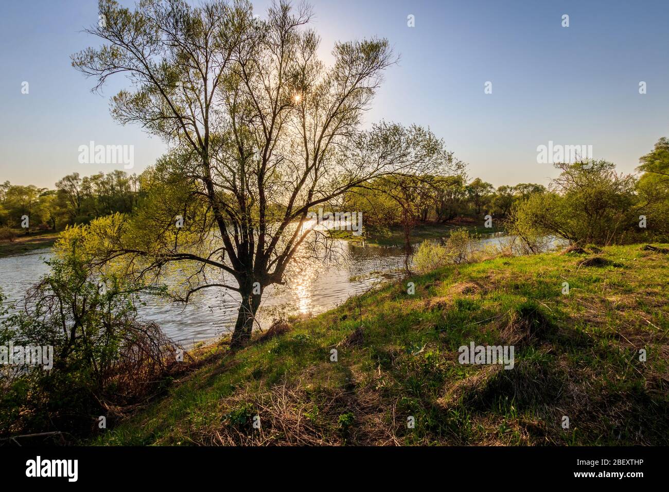 Sunshine at river with willows in spring-summer season. Landscape Stock ...