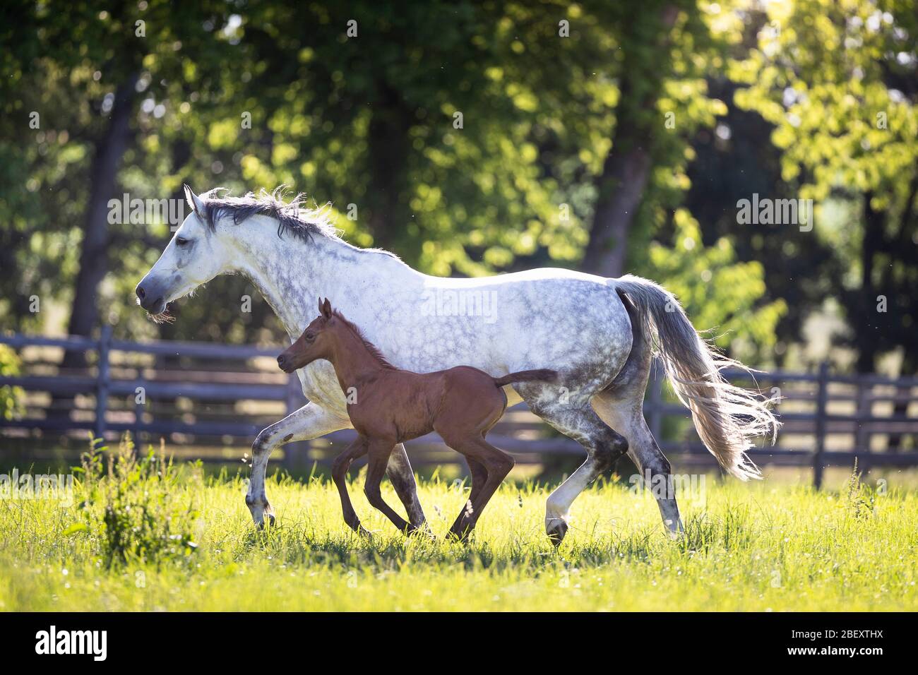 Holsteiner horse galloping hi-res stock photography and images - Alamy