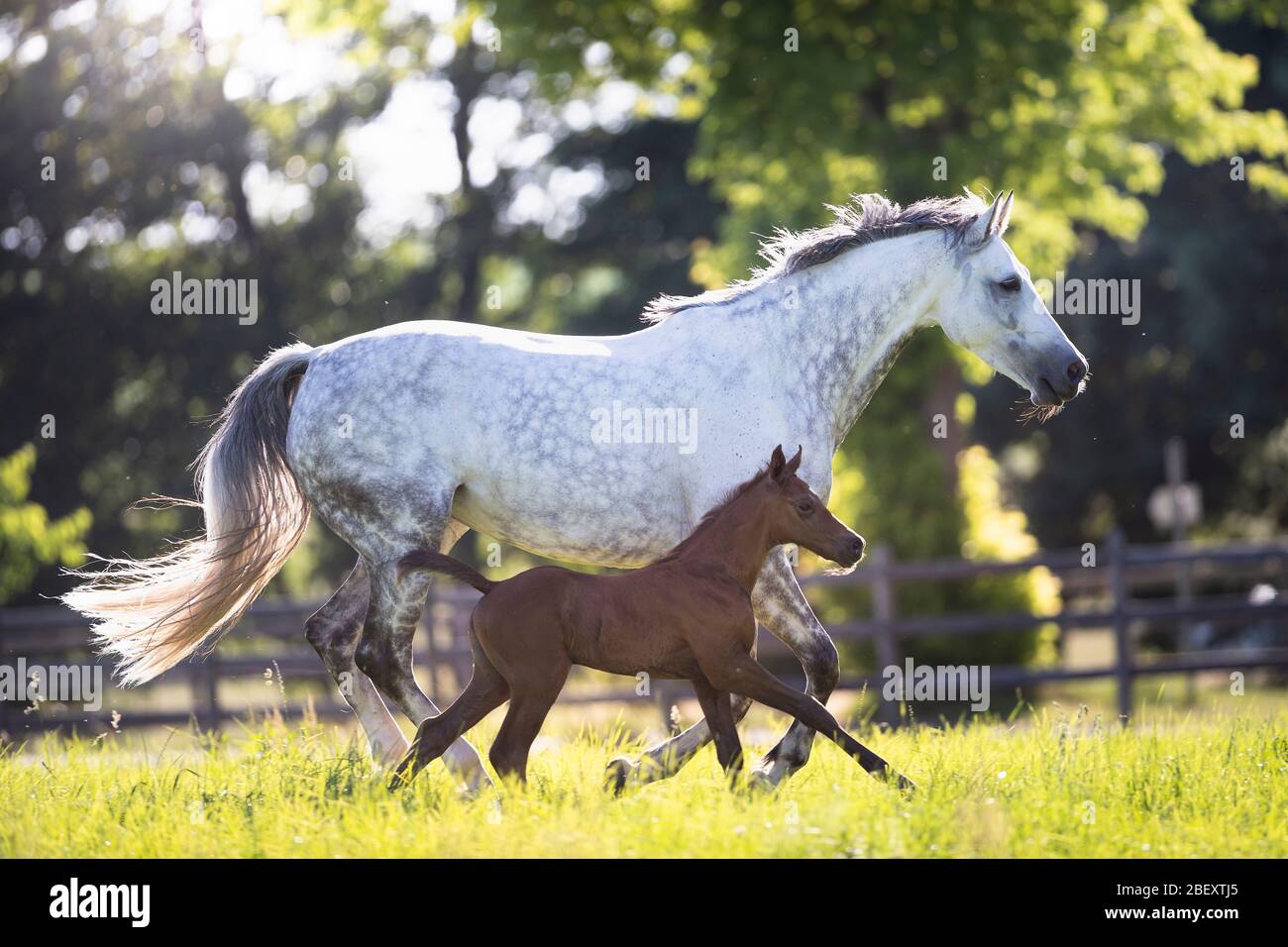 Holsteiner Horse. Gray mare with foal galloping in a meadow. Germany ...