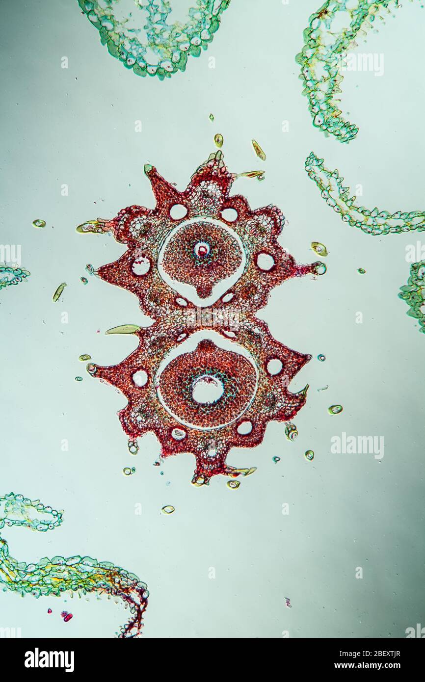 Yarrow flowers under the microscope across 100x Stock Photo - Alamy