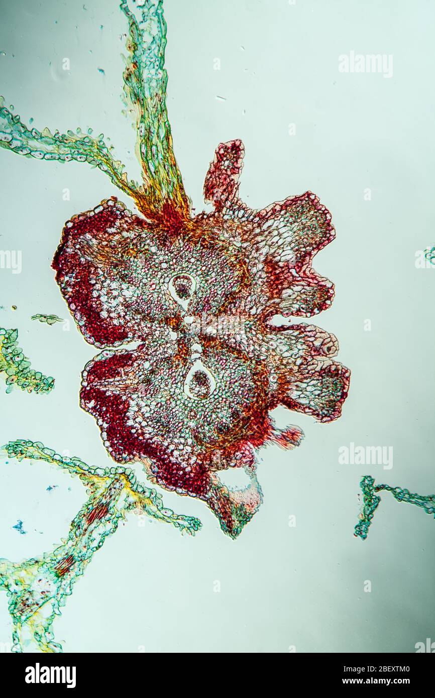 Yarrow flowers under the microscope across 100x Stock Photo - Alamy