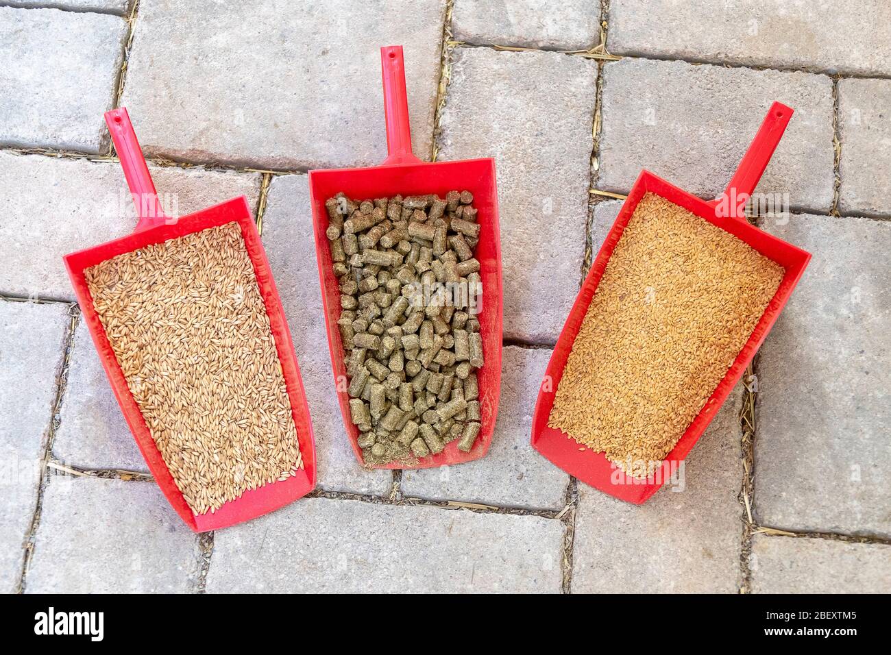 Various feed for horses: oats, pellets and linseed. Germany Stock Photo ...