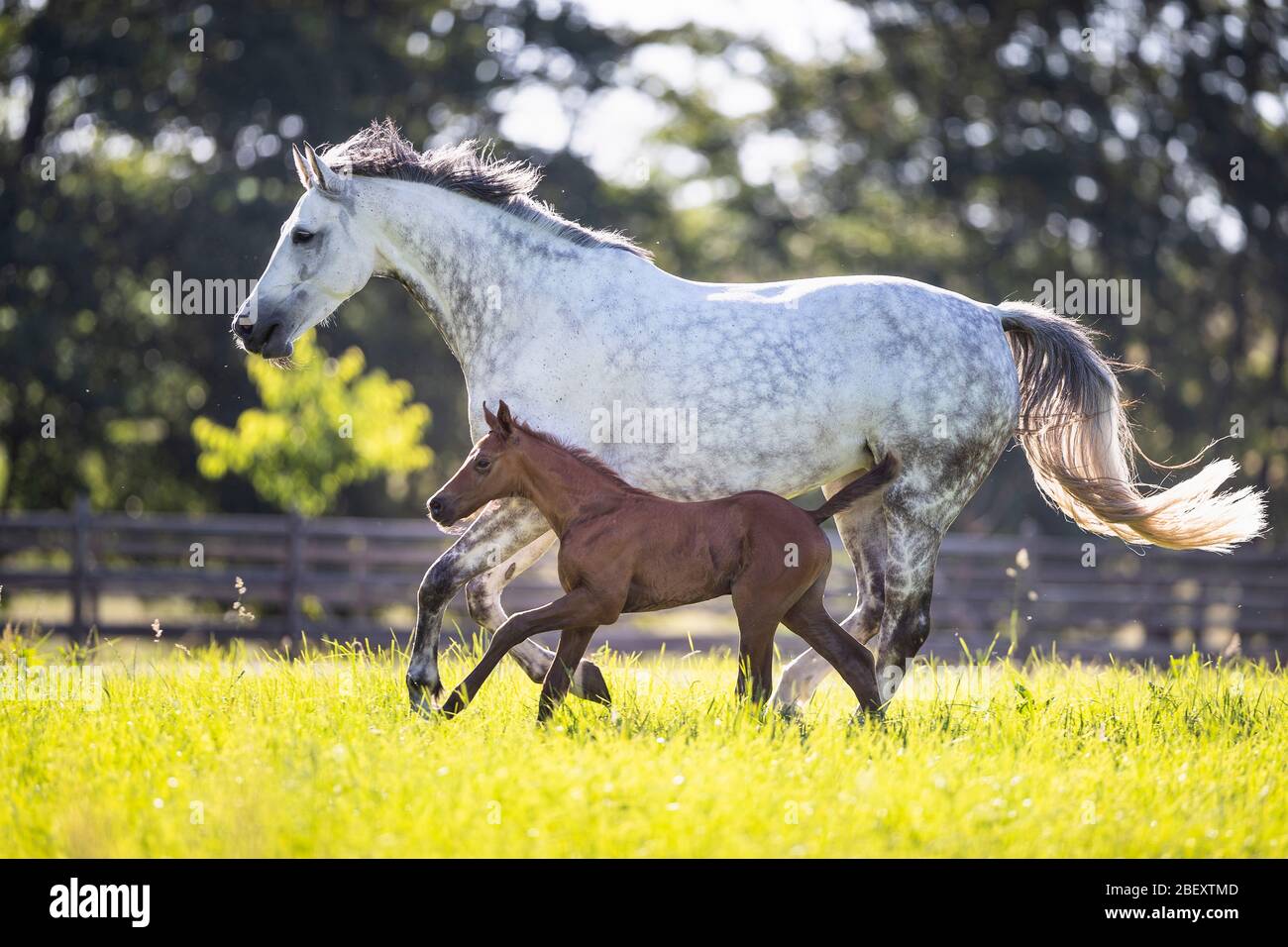 Holsteiner Horse High Resolution Stock Photography and Images - Alamy