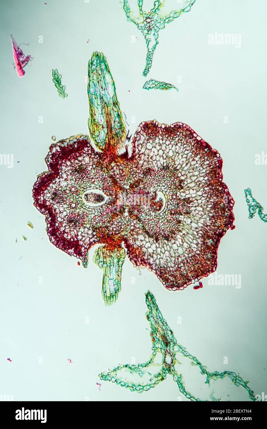 Yarrow flowers under the microscope across 100x Stock Photo - Alamy