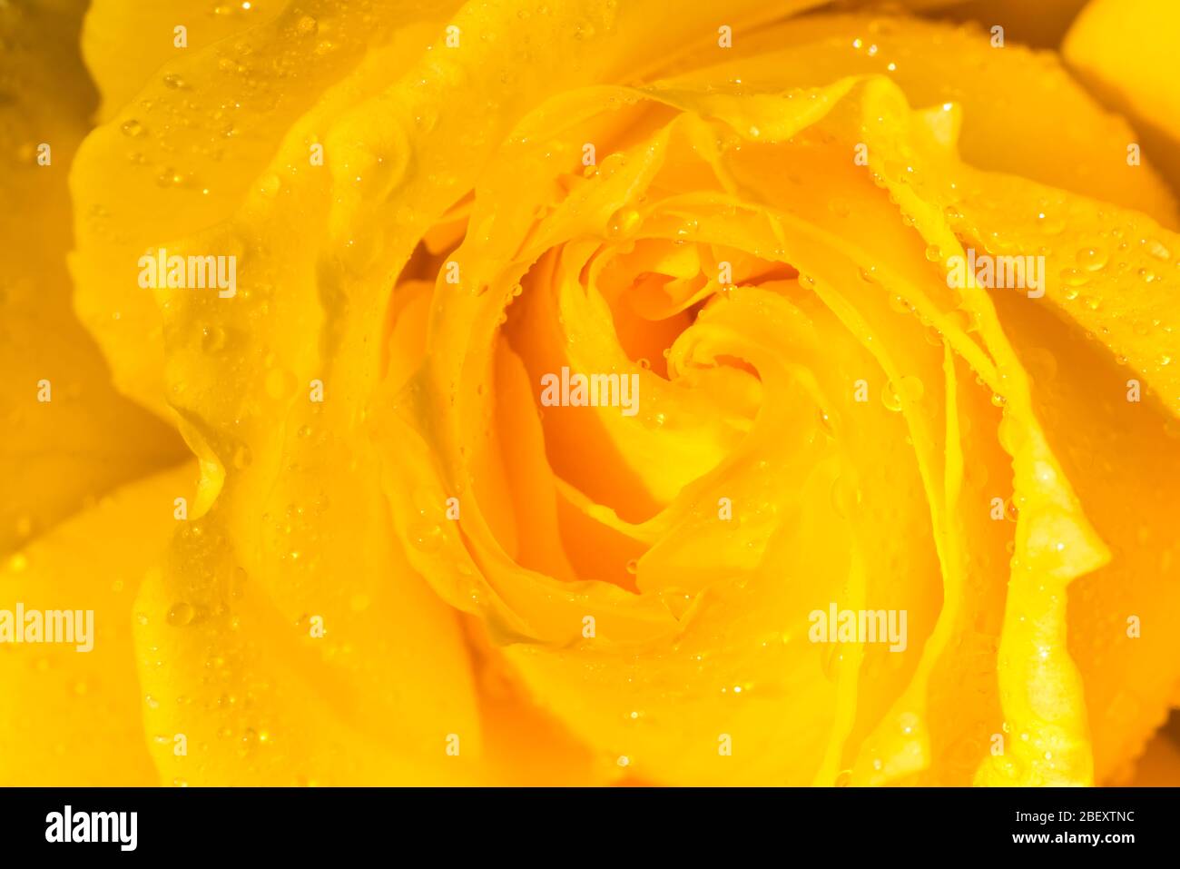 Yellow rosebud hi-res stock photography and images - Alamy