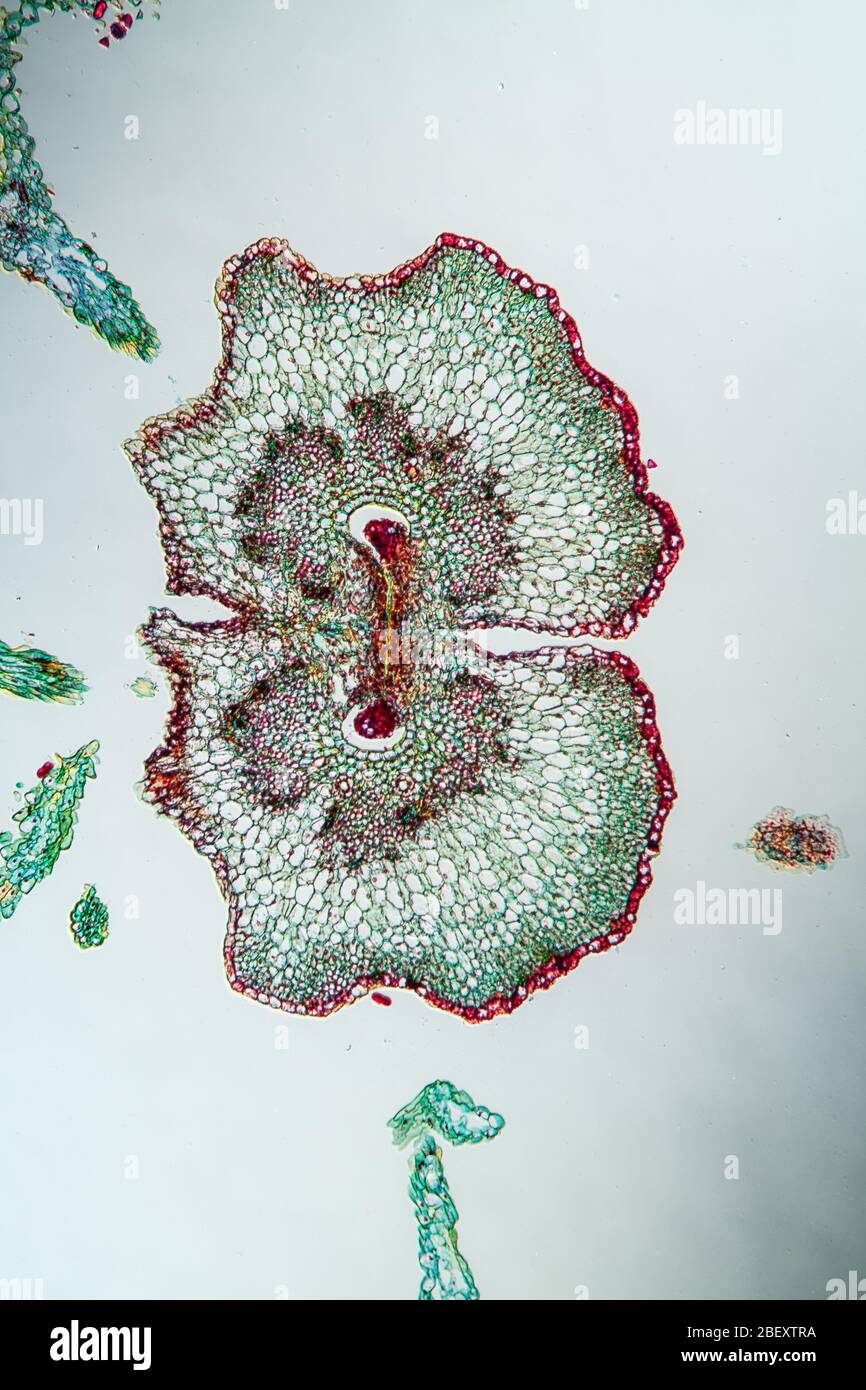 Yarrow flowers under the microscope across 100x Stock Photo - Alamy
