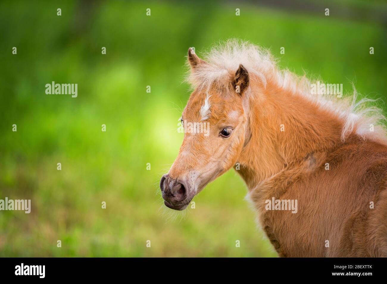 German classic pony horse hi-res stock photography and images - Alamy