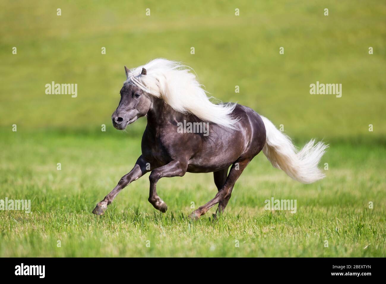 German classic pony horse hi-res stock photography and images - Alamy