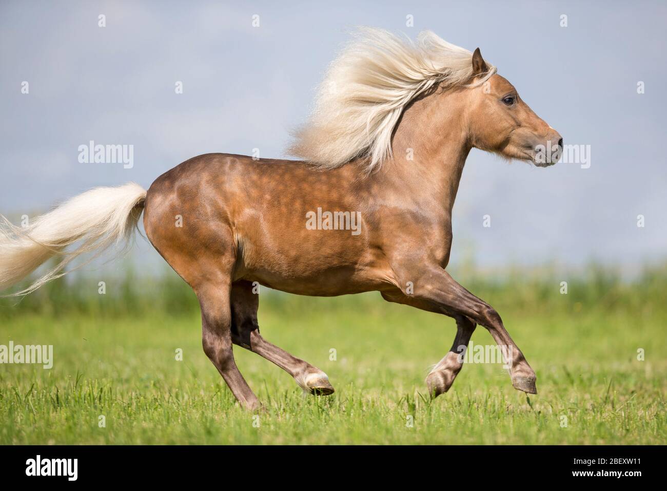 German classic pony horse hi-res stock photography and images - Alamy