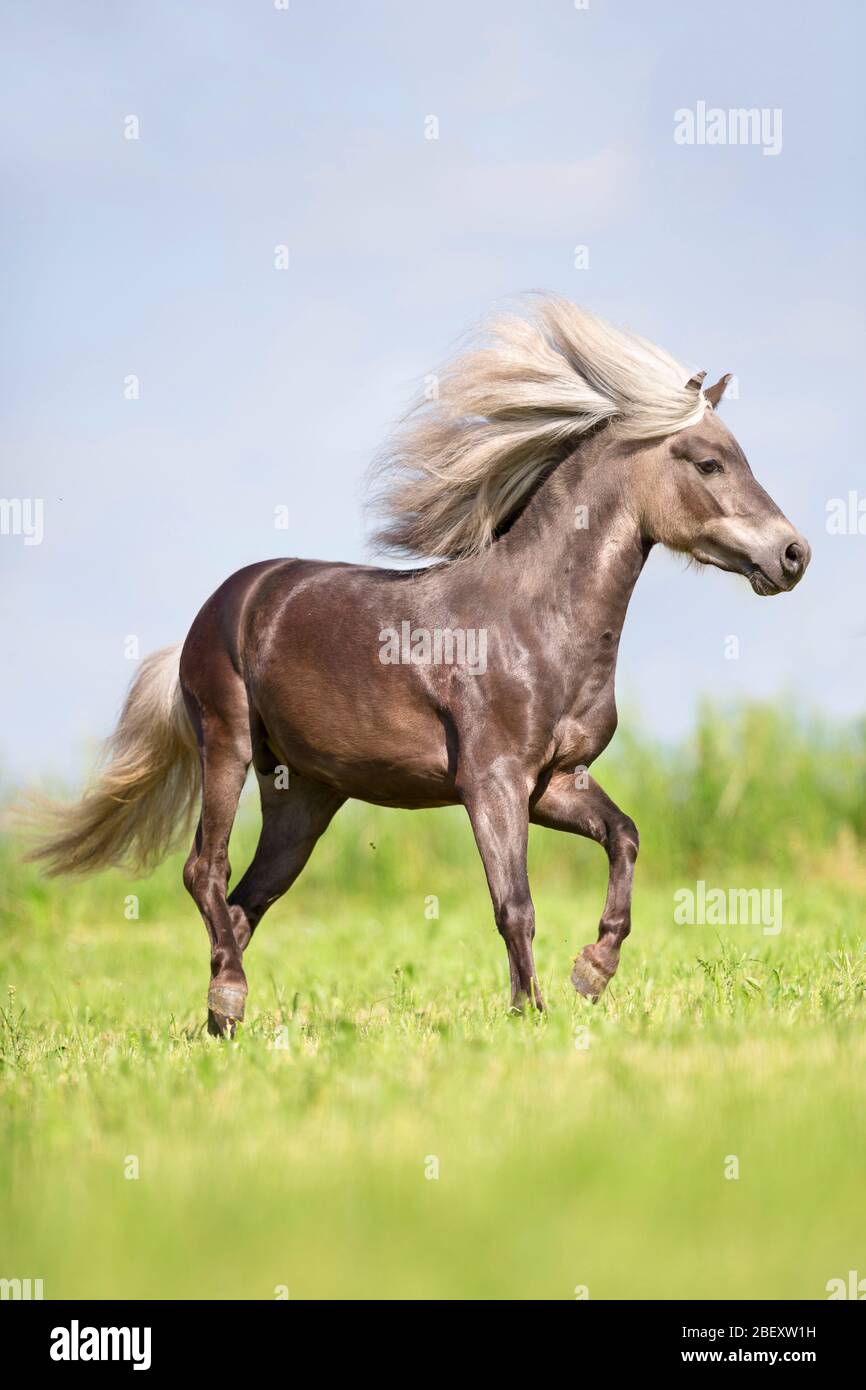German classic pony horse hi-res stock photography and images - Alamy