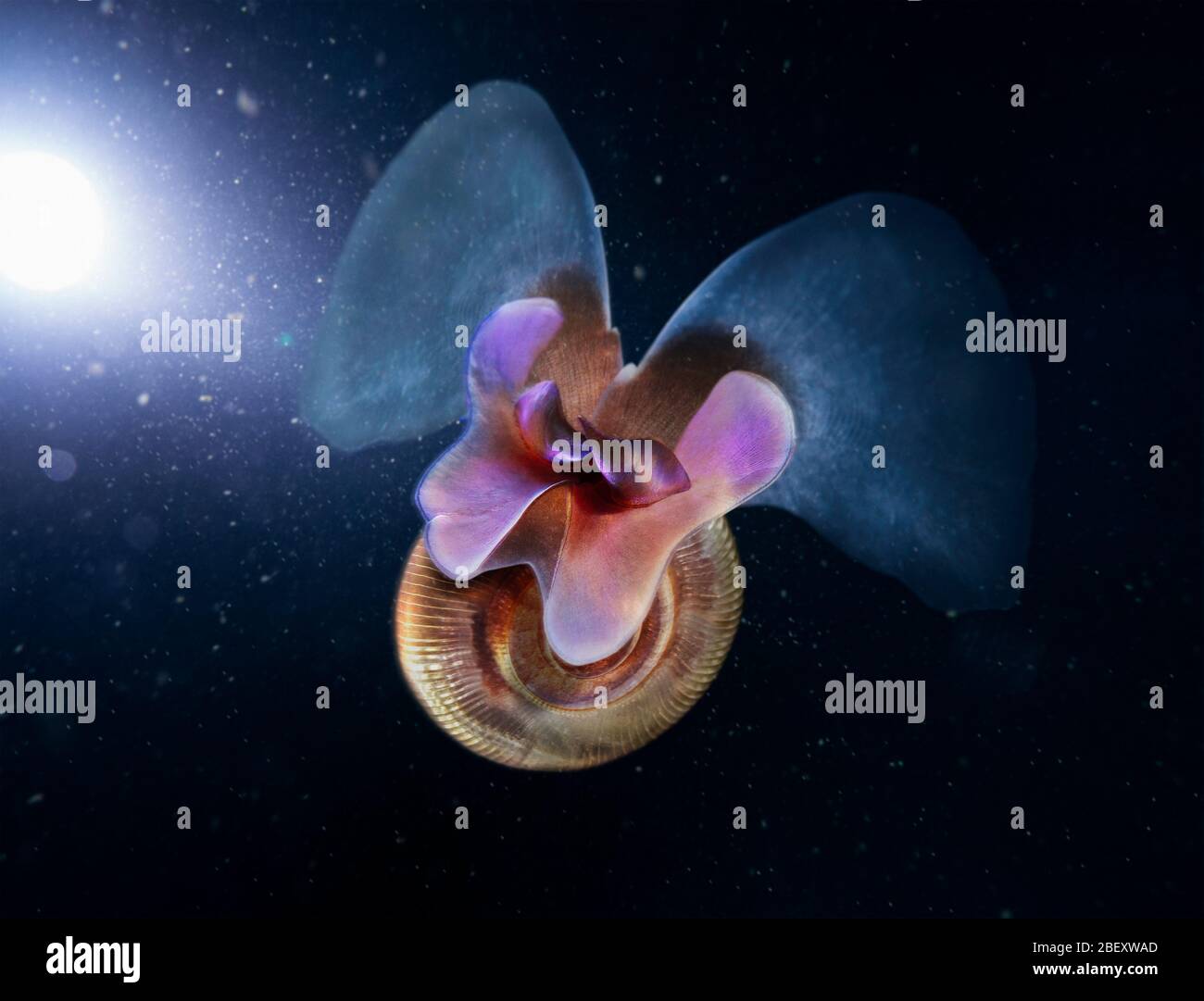 Pelagic Animal Species High Resolution Stock Photography and Images - Alamy