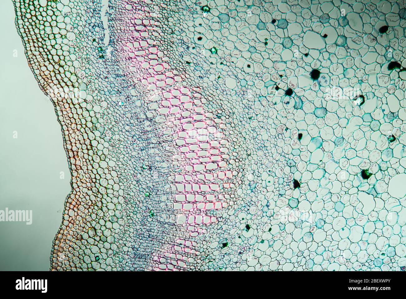Cell cross section stem hi-res stock photography and images - Alamy