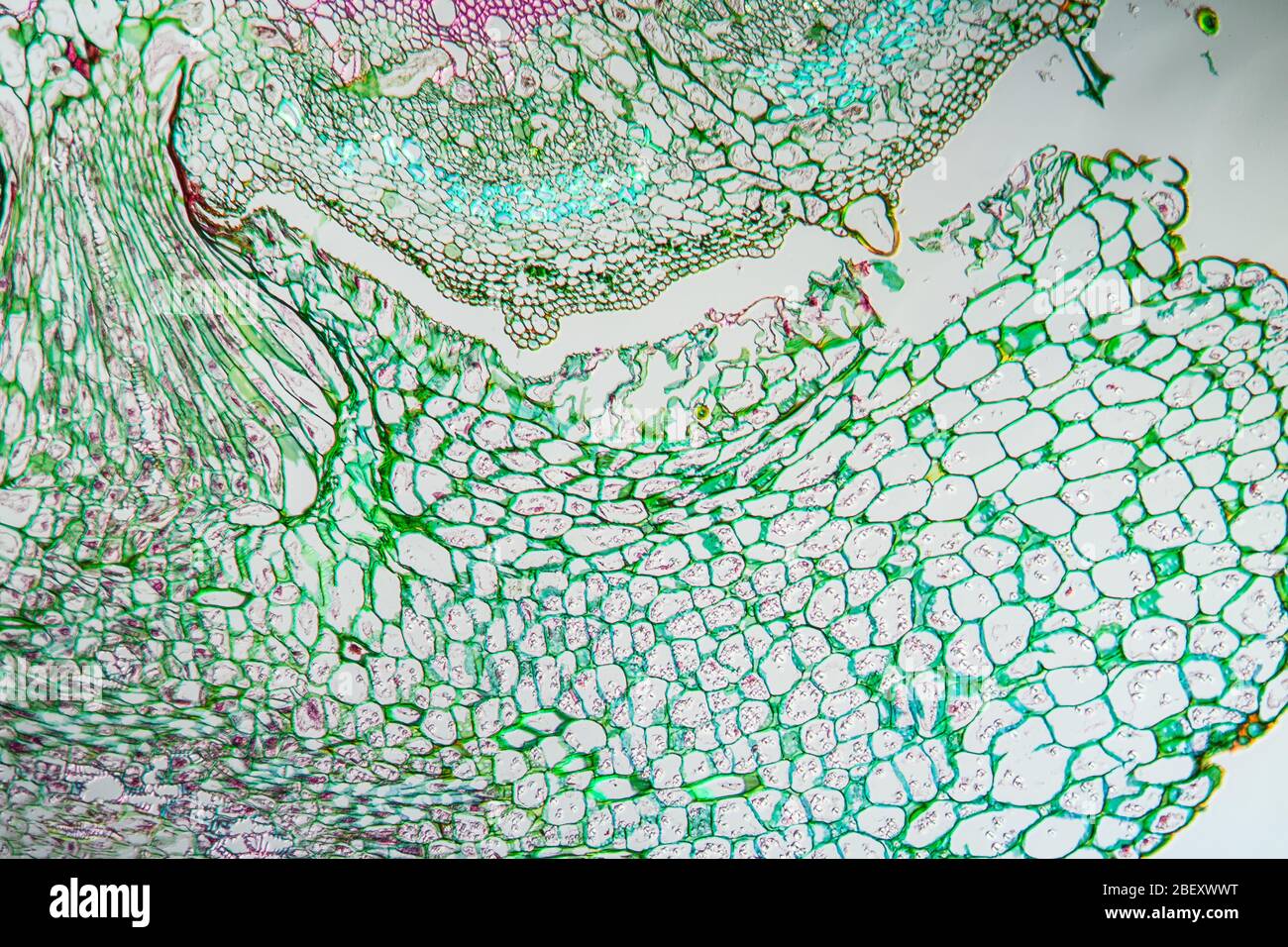 Witch thread on nettle Parasitic plant 100x Stock Photo - Alamy