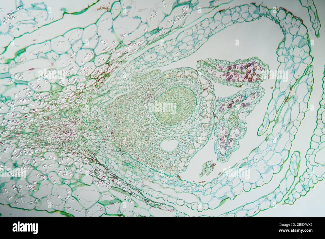 Witch thread on nettle Parasitic plant 100x Stock Photo - Alamy