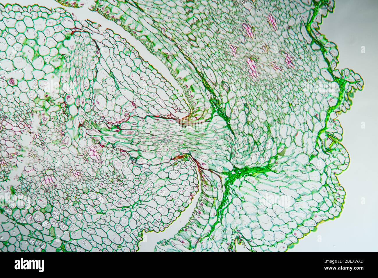 Witch thread on nettle Parasitic plant 100x Stock Photo - Alamy