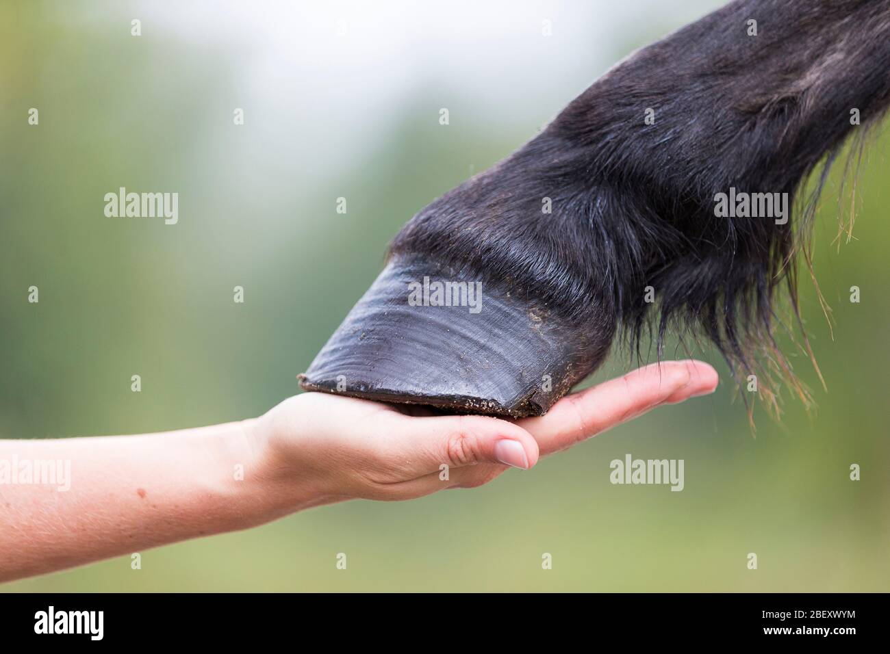 Exmoor Pony. Hoof of a mare on a human hand. Germany Stock Photo - Alamy