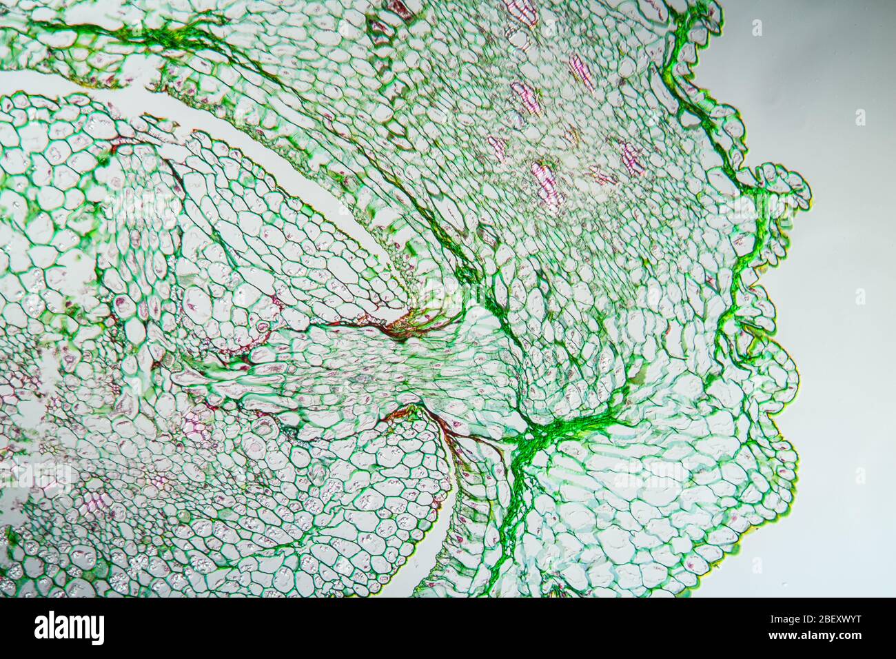 Witch thread on nettle Parasitic plant 100x Stock Photo - Alamy