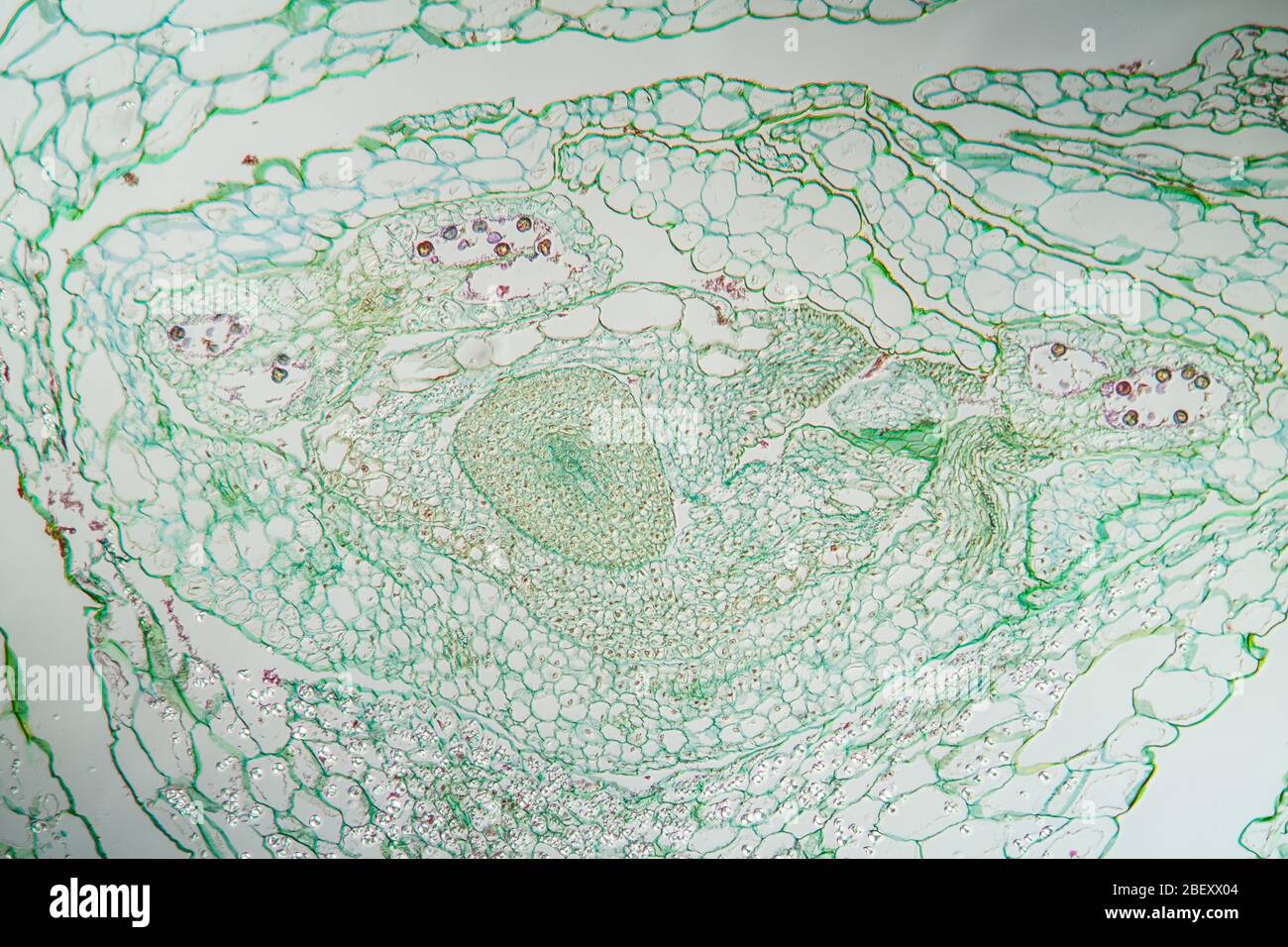 Witch thread on nettle Parasitic plant 100x Stock Photo - Alamy