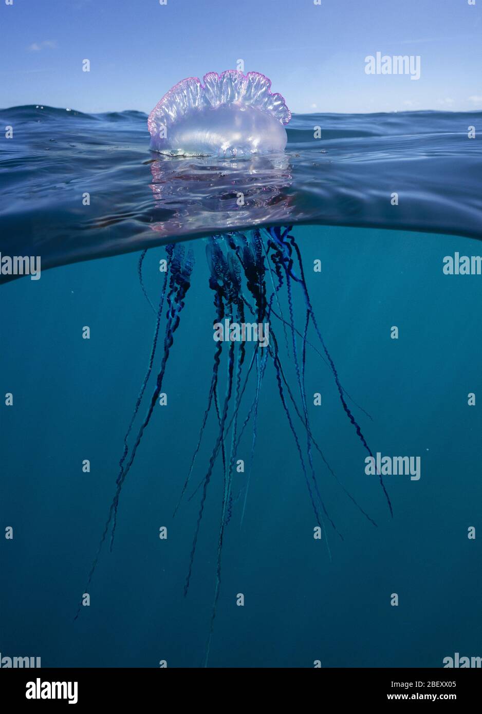 Physalia High Resolution Stock Photography and Images - Alamy