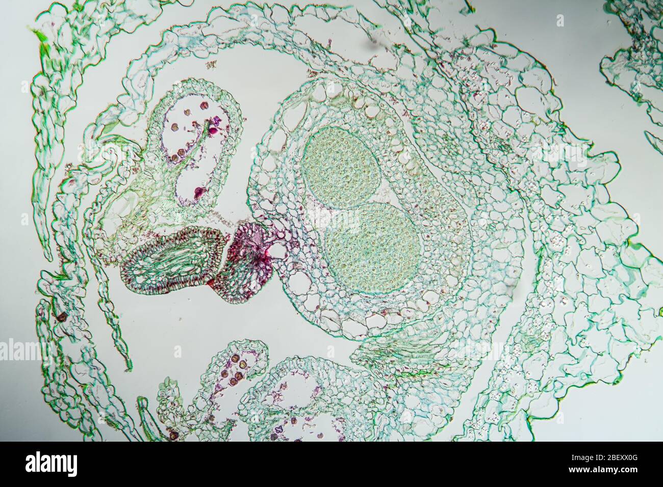 Witch thread on nettle Parasitic plant 100x Stock Photo - Alamy