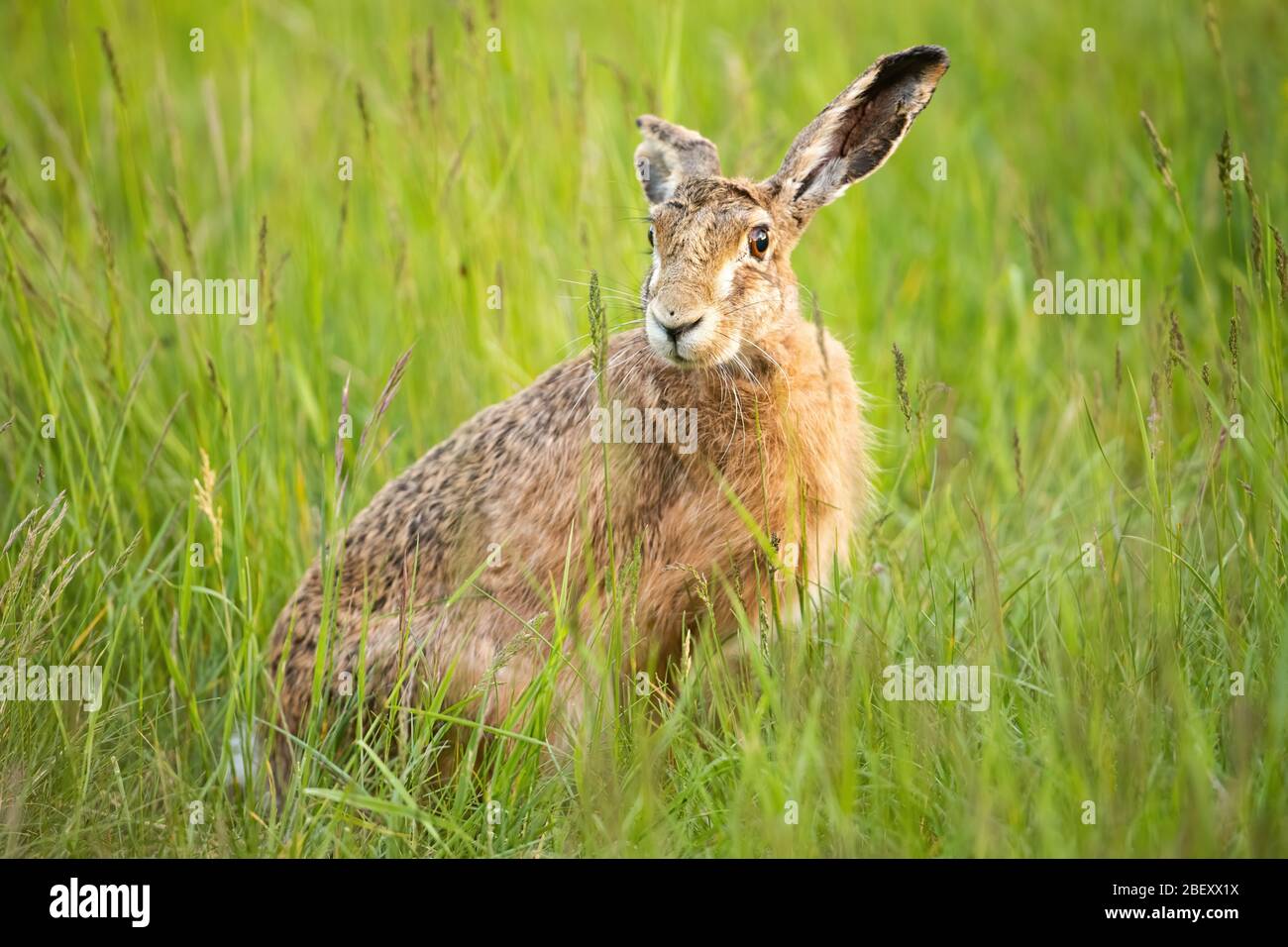 Cute brown hare hiding in green grass and facing camera on spring ...