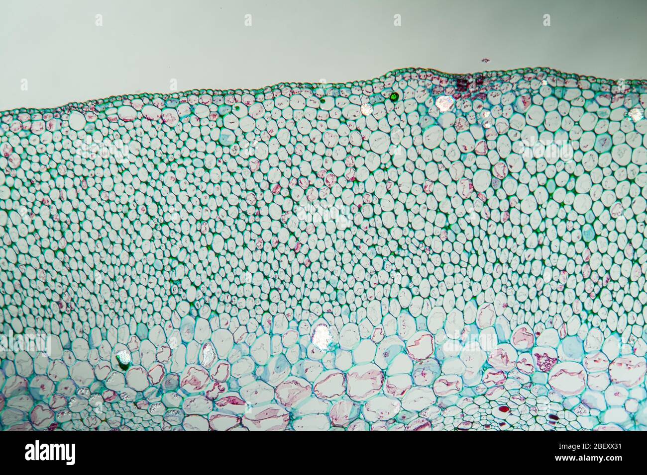 Grapevine with branch in cross section 100x Stock Photo - Alamy