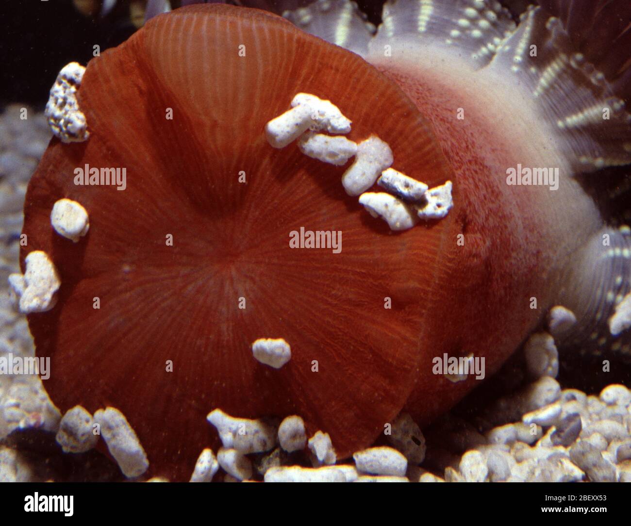 Adhesive pedal disc of Giant sea anemone (Heteractis magnifica Stock ...