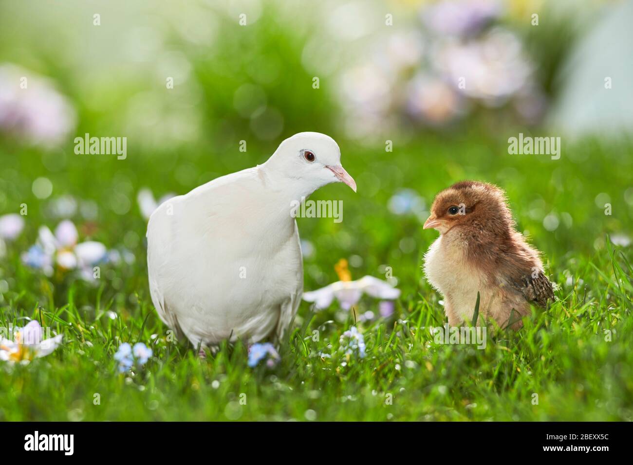 White African Collared Dove and Welsummer Chicken on a flowering meadow ...