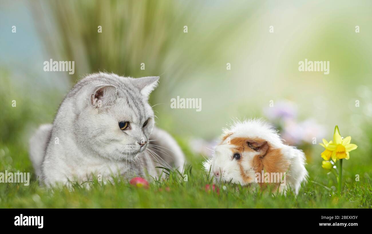Guinea pig and cat hi-res stock photography and images - Alamy