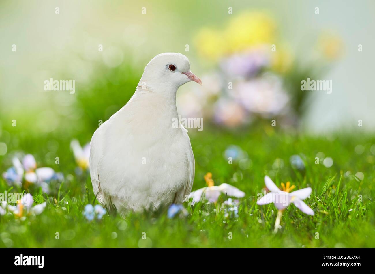 White Collared Dove on a flowering meadow in spring. Germany Stock ...