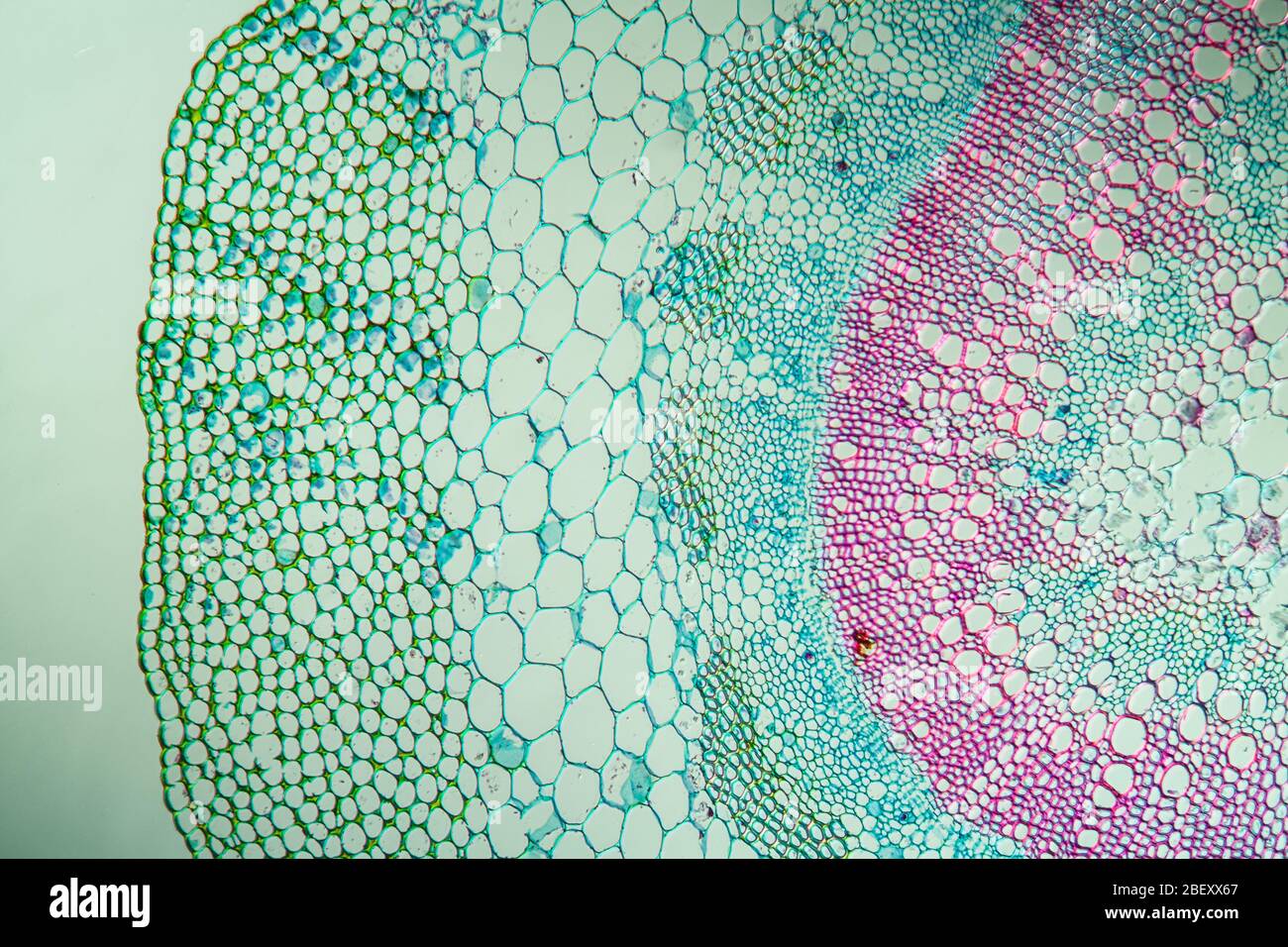 Peppermint with stem in cross section 100x Stock Photo - Alamy