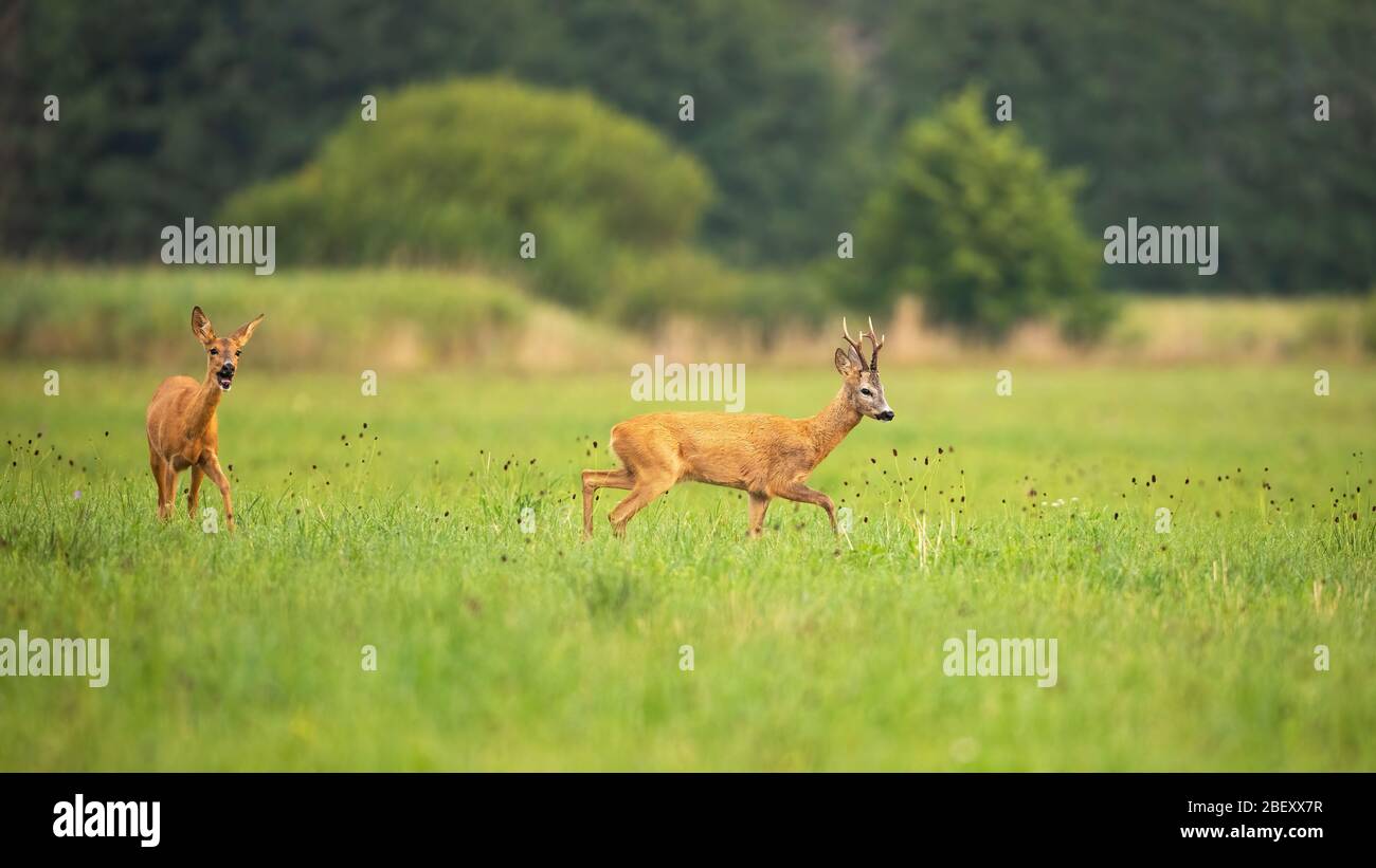 Landscape with two deer hi-res stock photography and images - Alamy