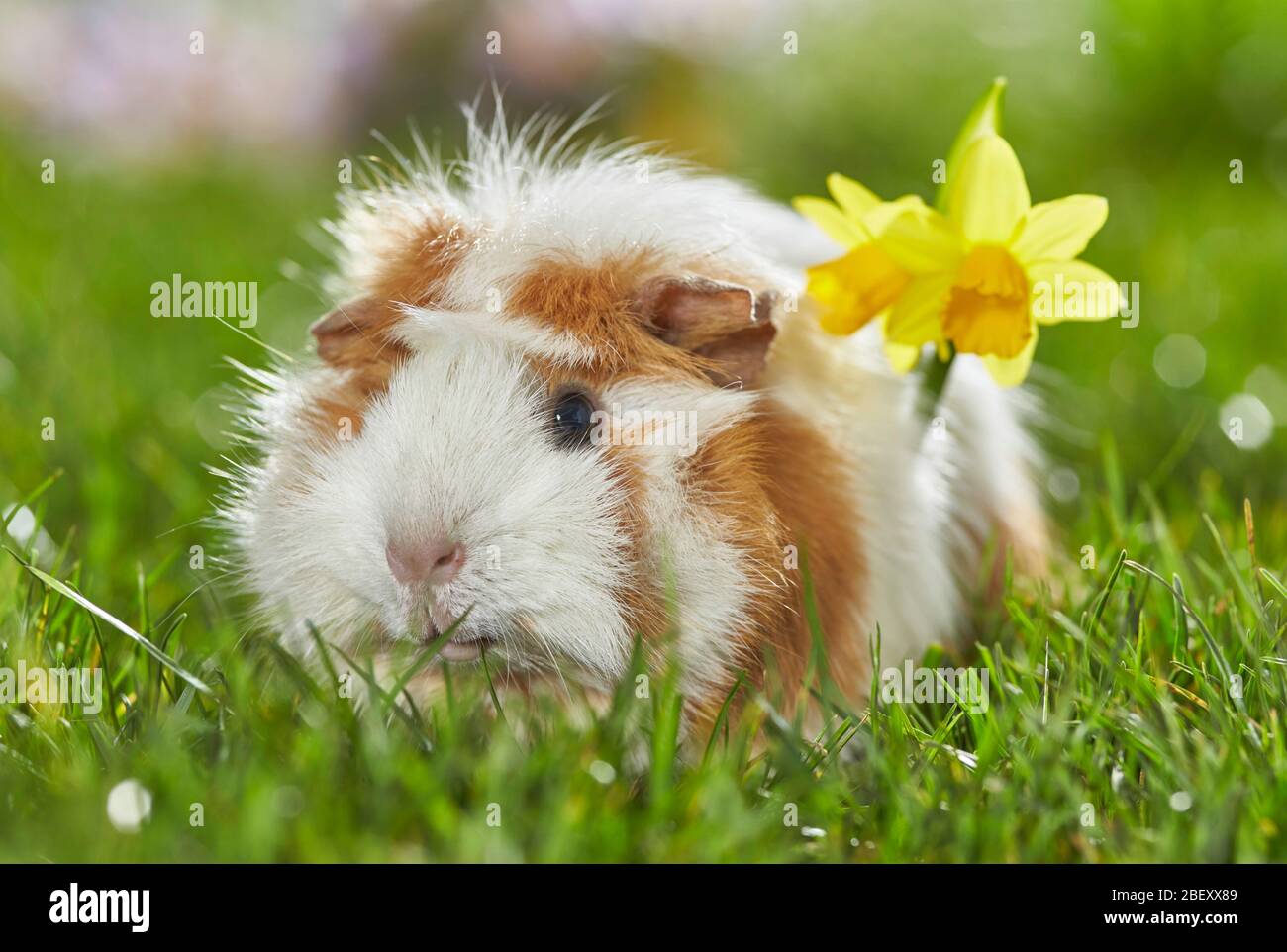 Abyssinian Guinea Pig Meadow High Resolution Stock Photography and ...