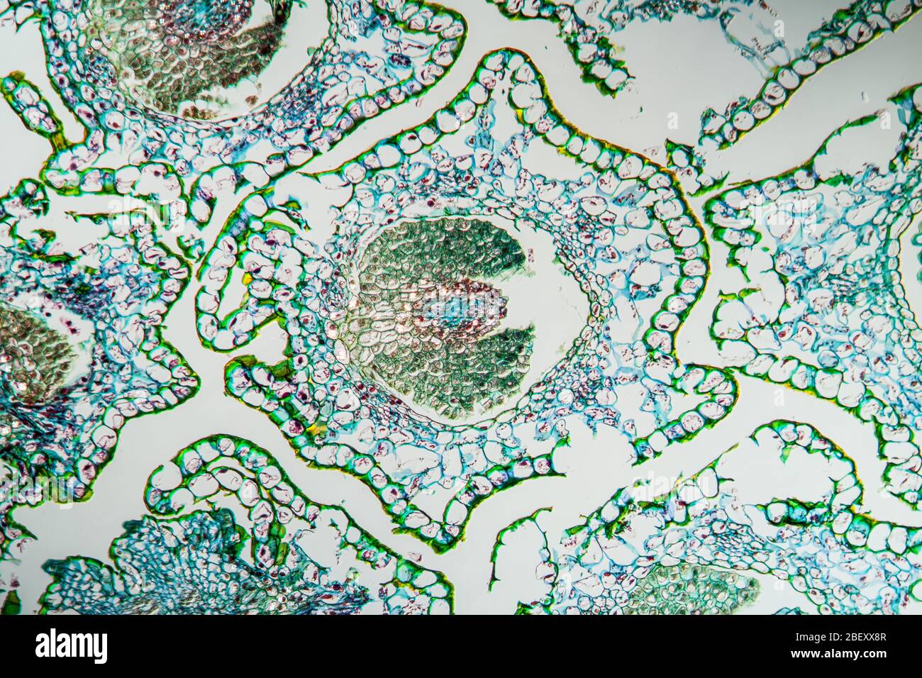 Daisy flower cross section hi-res stock photography and images - Alamy