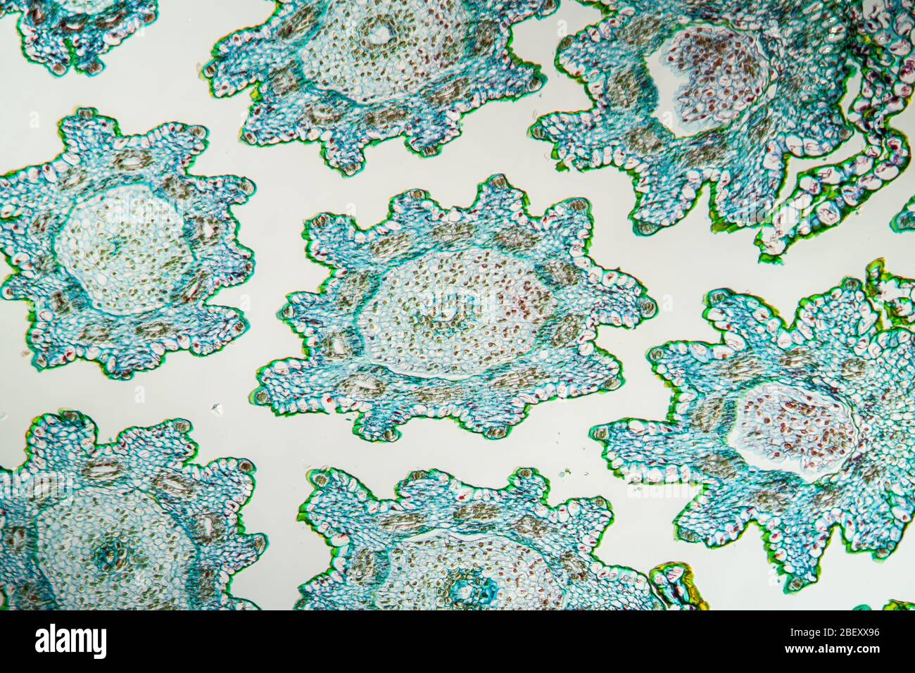 Cross-section of margarite flower, 100x Stock Photo - Alamy