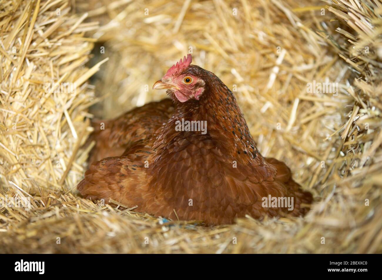 Animal breeding behavior hi-res stock photography and images - Alamy